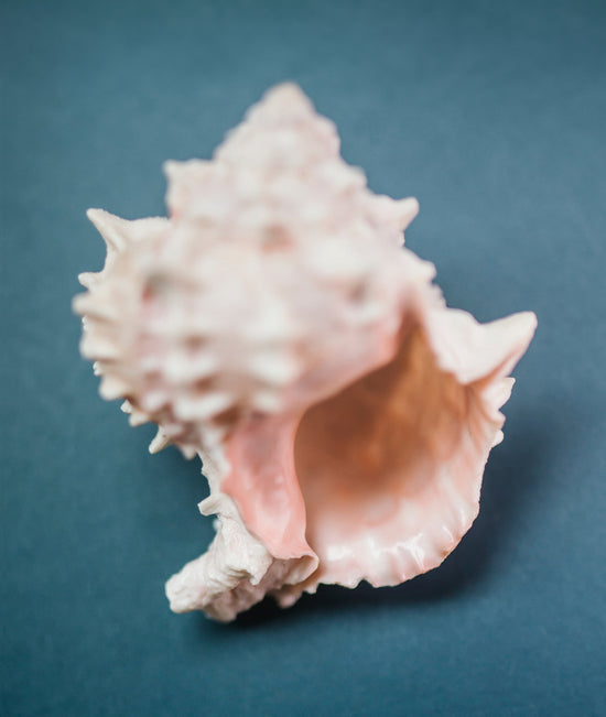 Sel Océan Hair & Body Mist | Pink Sea Salt Hair & Body Mist – Le Monde ...